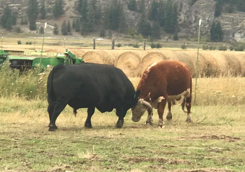 Organic Beef – Montana Better Beef